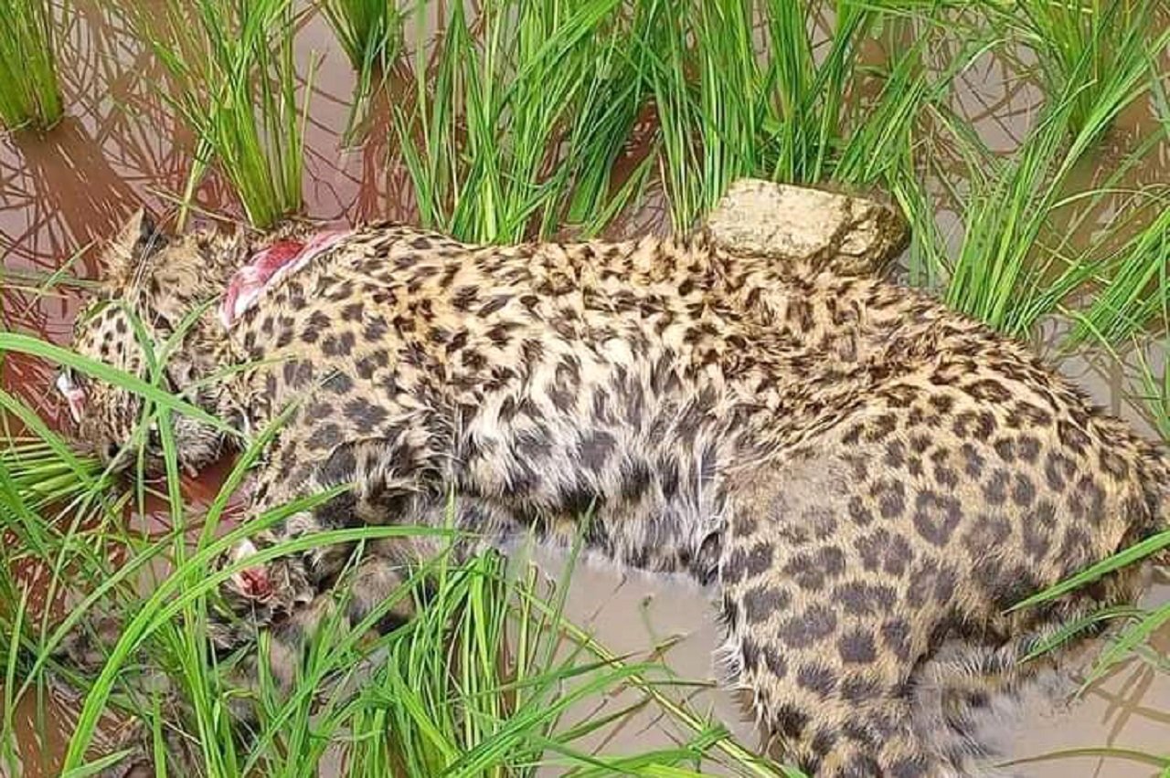 केही बेरको घम्साघम्सीपछि हरिबहादुरले मारे आक्रमण गर्ने चितुवा