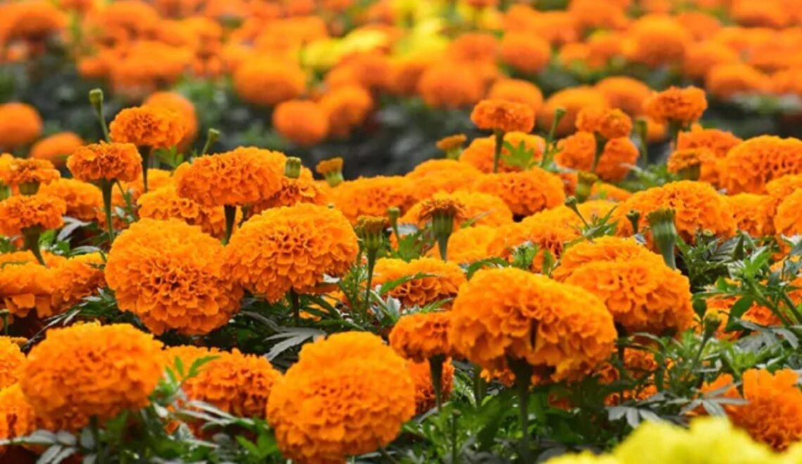 तिहार ढिला हुँदा खेर जाँदै सयपत्री फूल